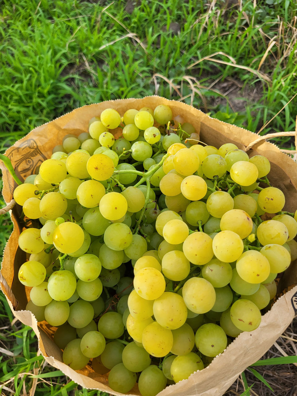 Poama Muscat Eantarnii