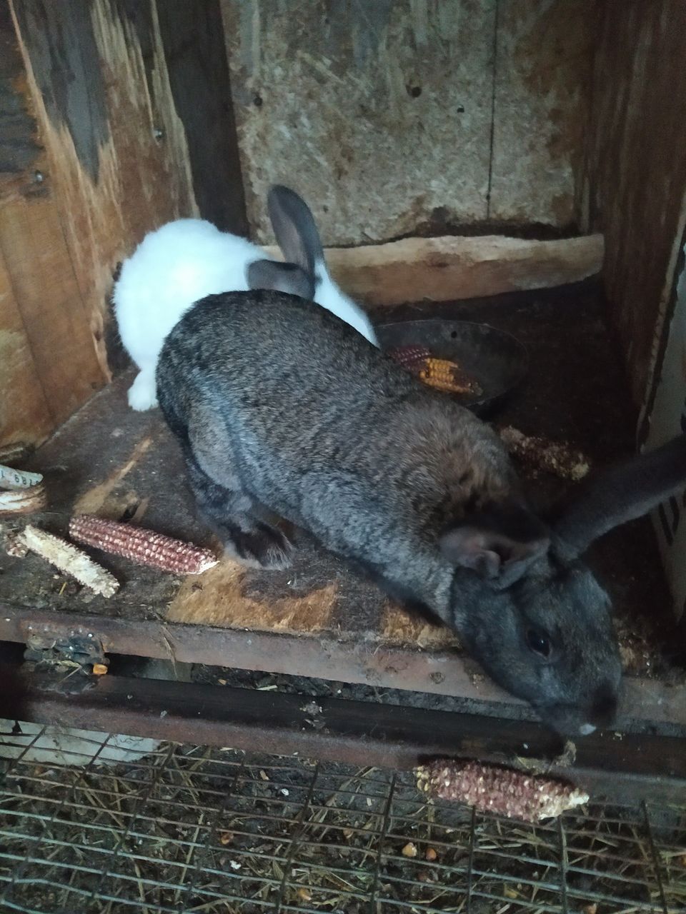 Berbec german si simpli