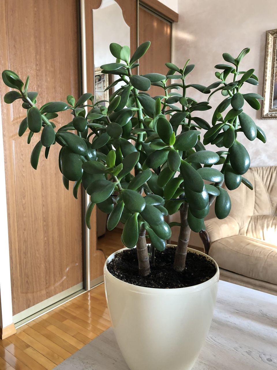 vind flori de camera