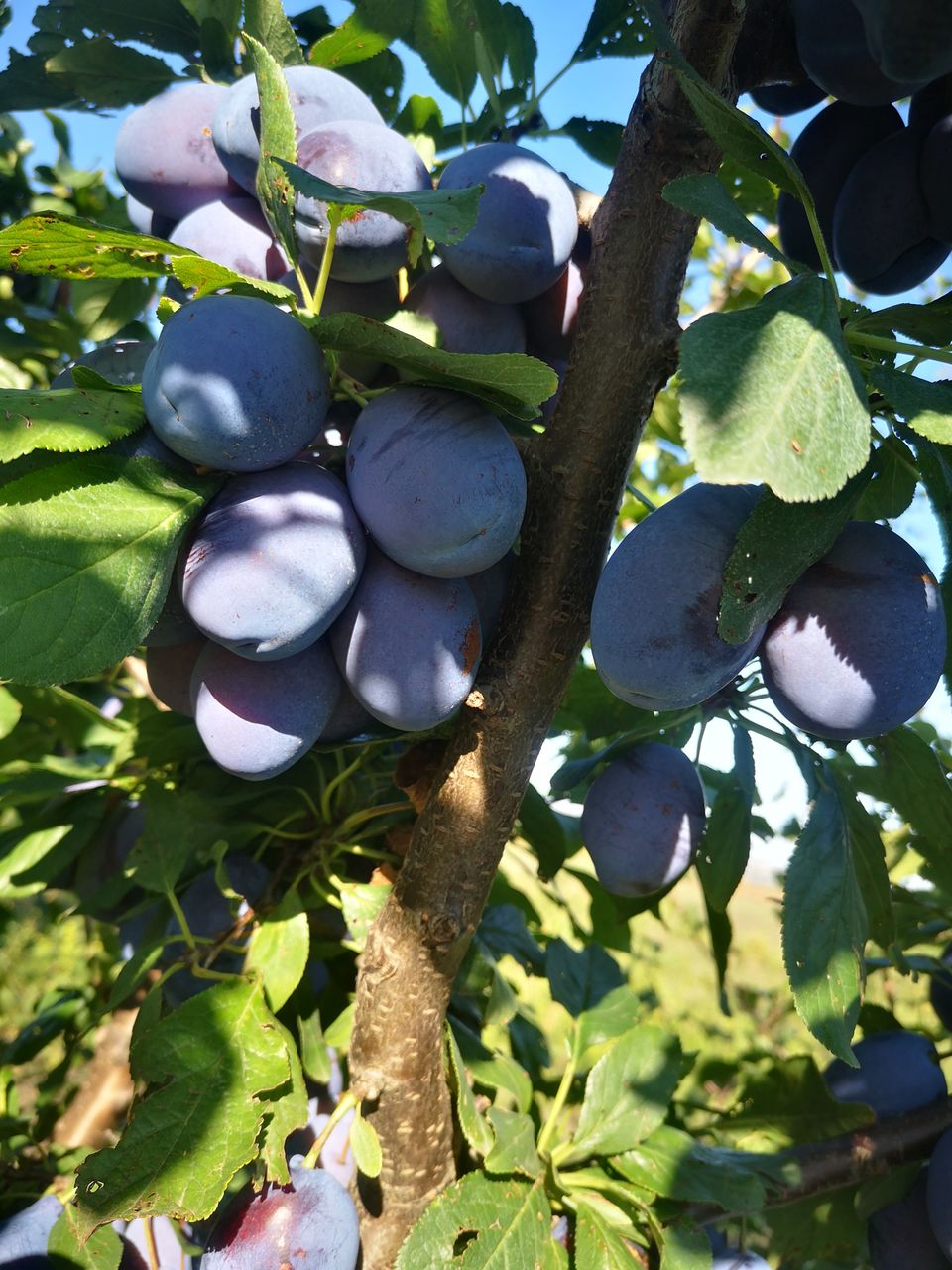 Vindem prune Stanley pentru uscare