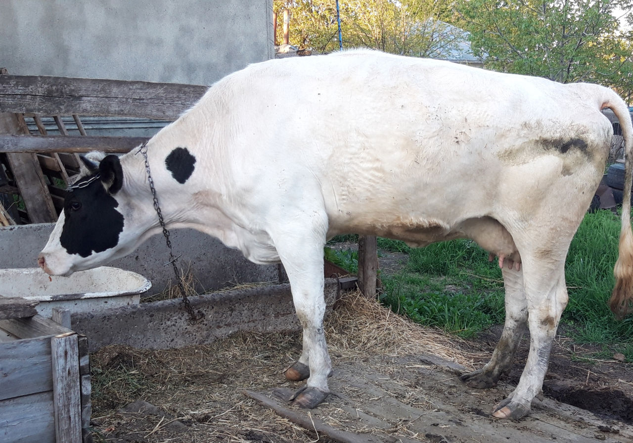 Se vinde vaca urgent!!!