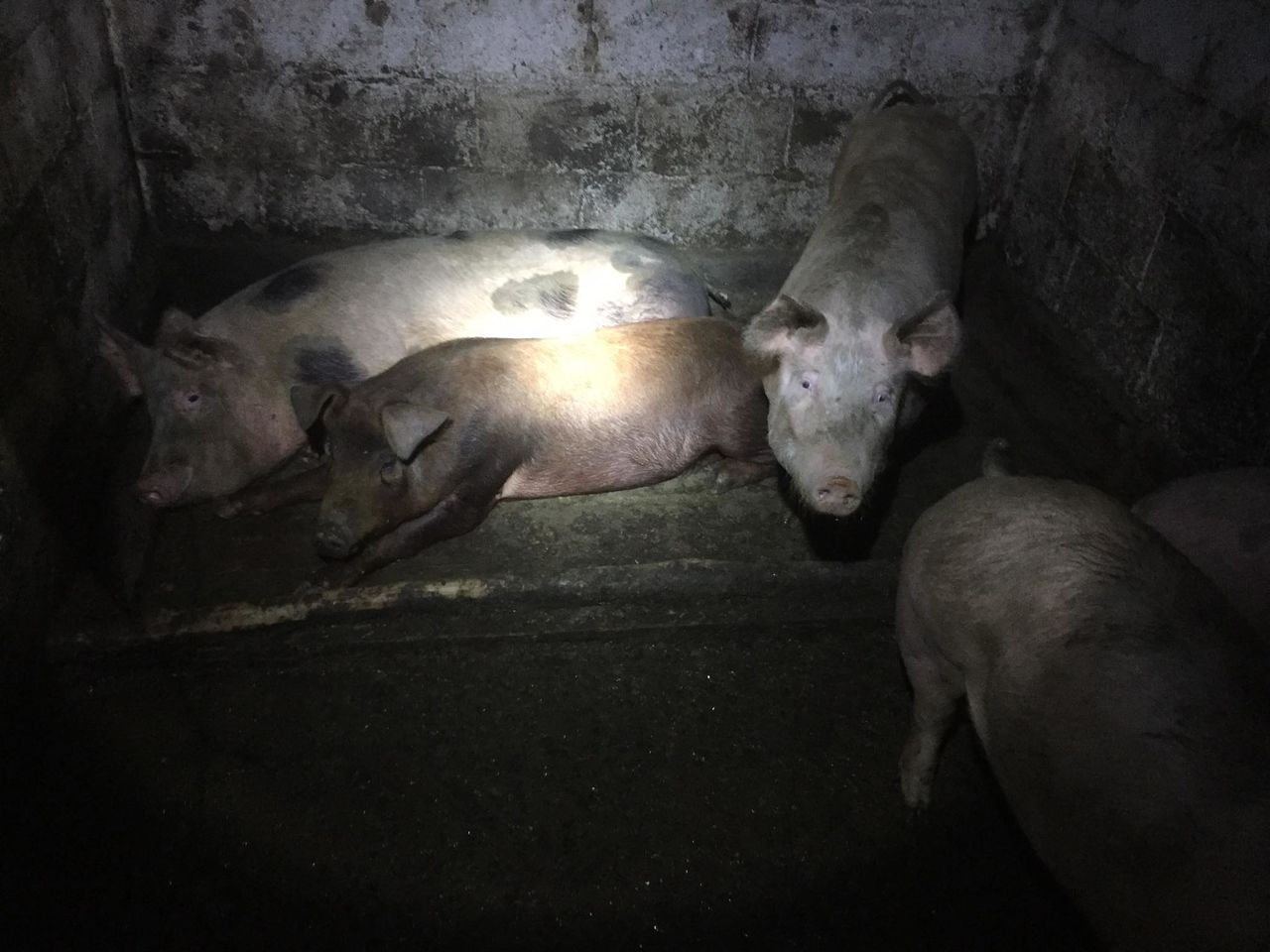 Scroafe mari de saminta afata