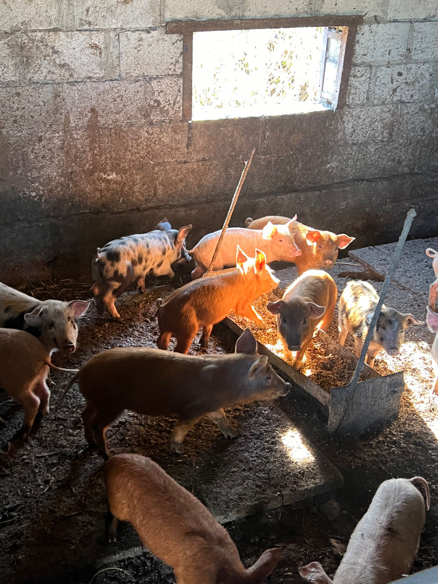 Fuarte buni de carne
