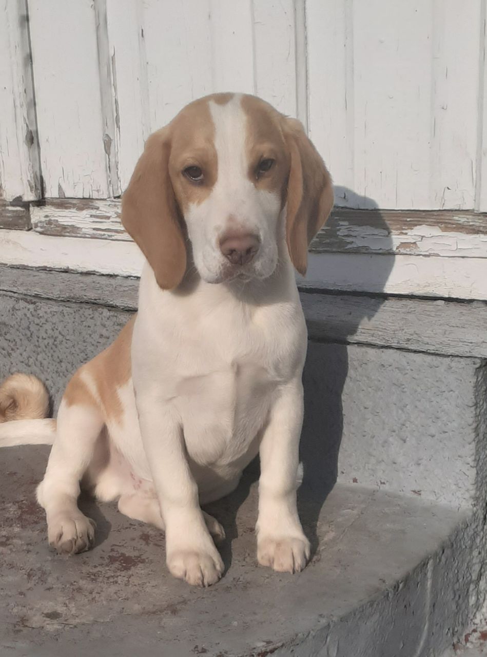 Catelus beagle bicolor