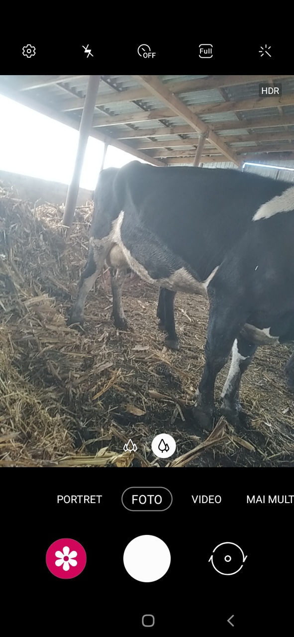 Vind vaca buna de lapte treb sa fete pe 20 decembrie