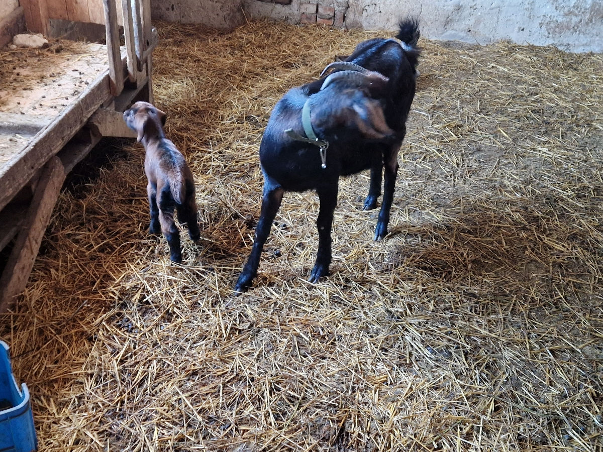 Vind caprita metis mama alpina tata nubian.