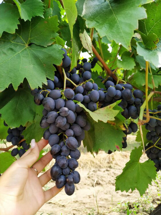 Vand Struguri Moldova pentru vin [ Ialoveni ]