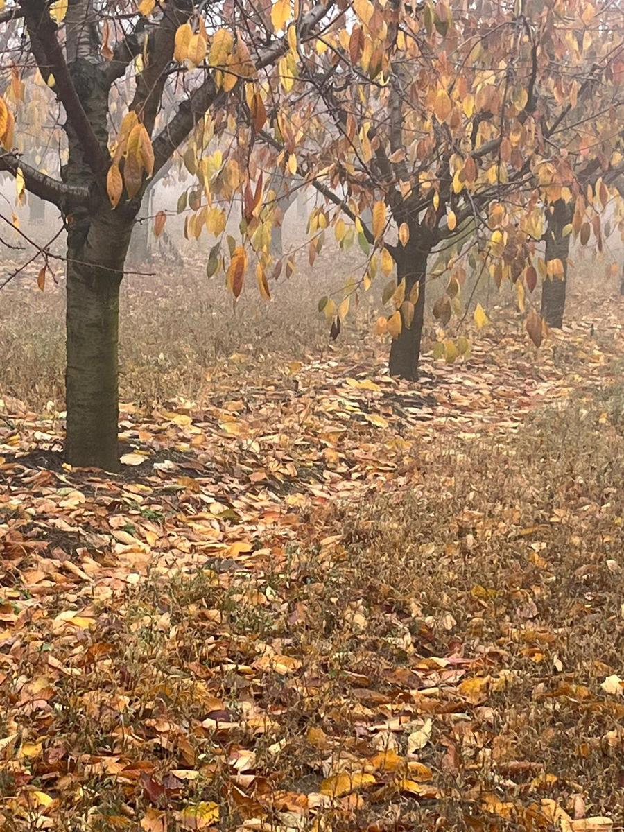 Vindem lemn de Cires pentru mobila