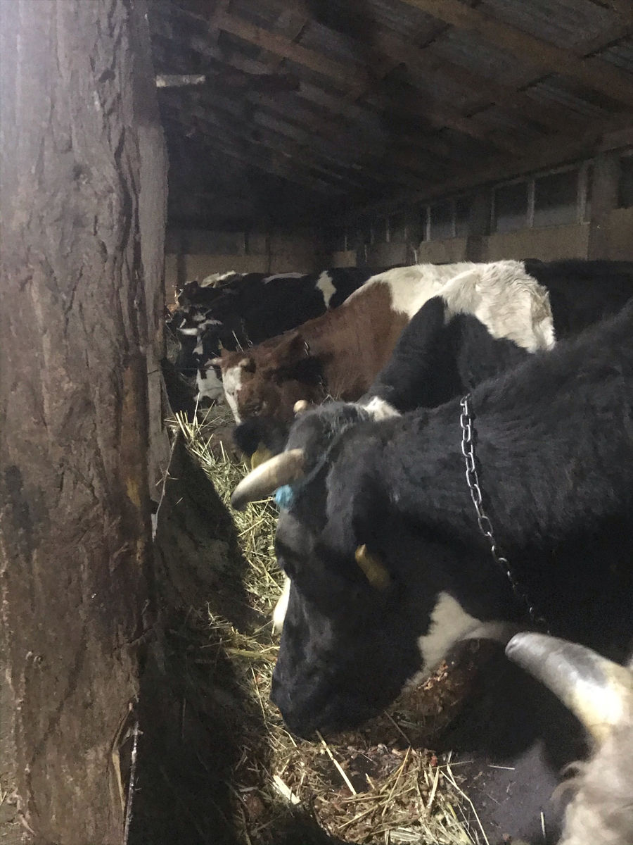 Vind 11 vaci bune de lapte