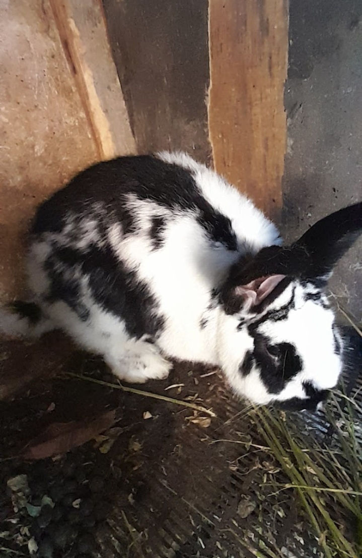 Vind iepure femela de rasă fluture german cu pete negre la prima fătare