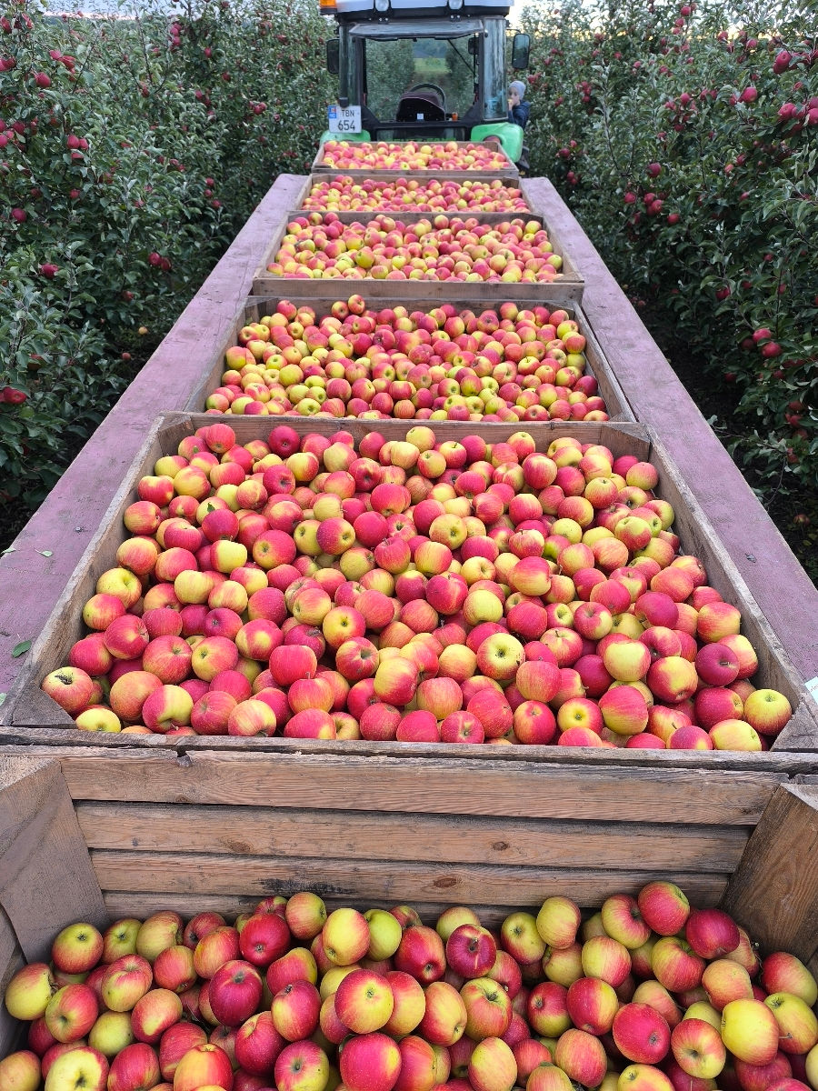 Продаются яблоки