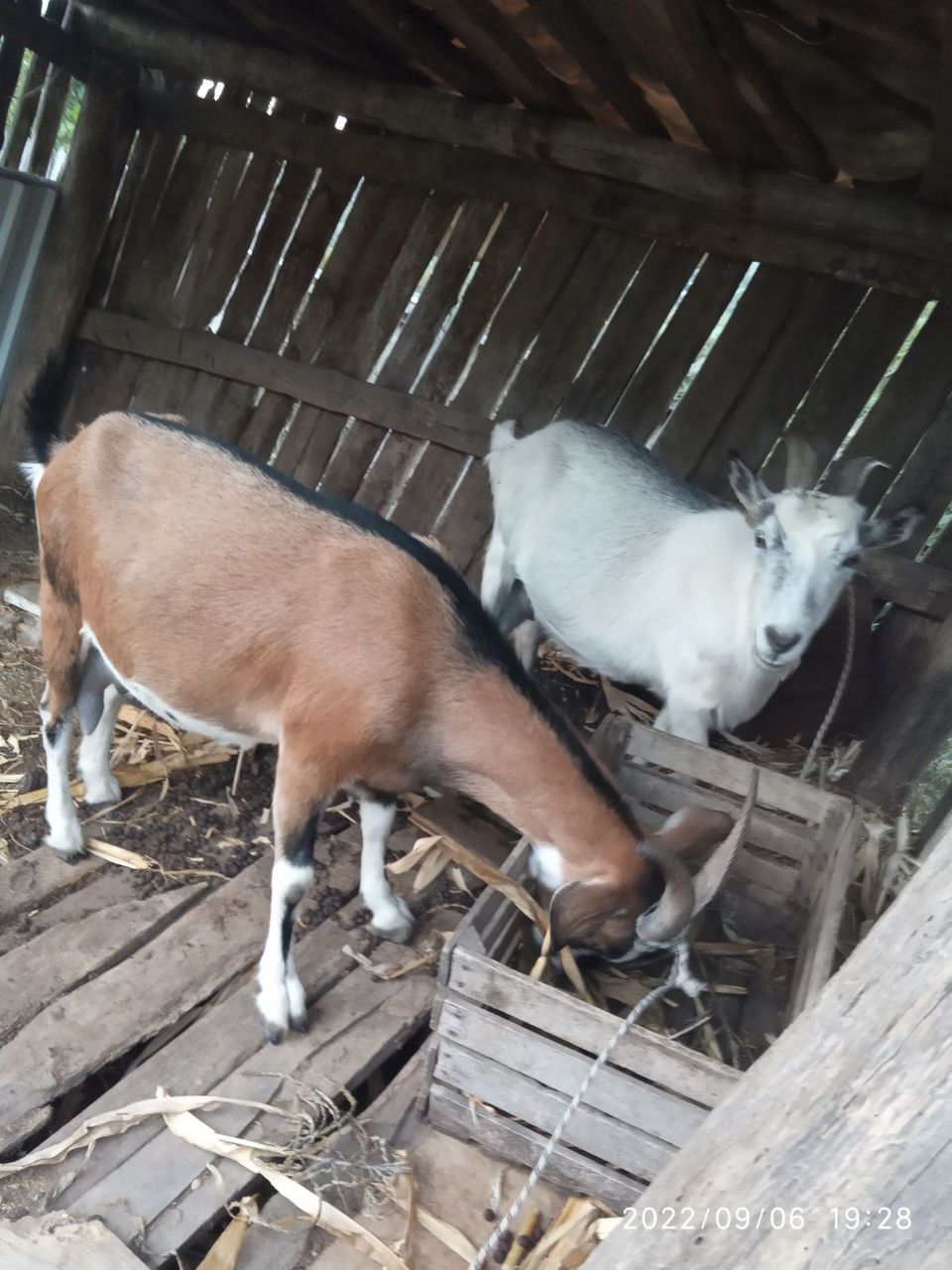 Vând capre bune de lapte