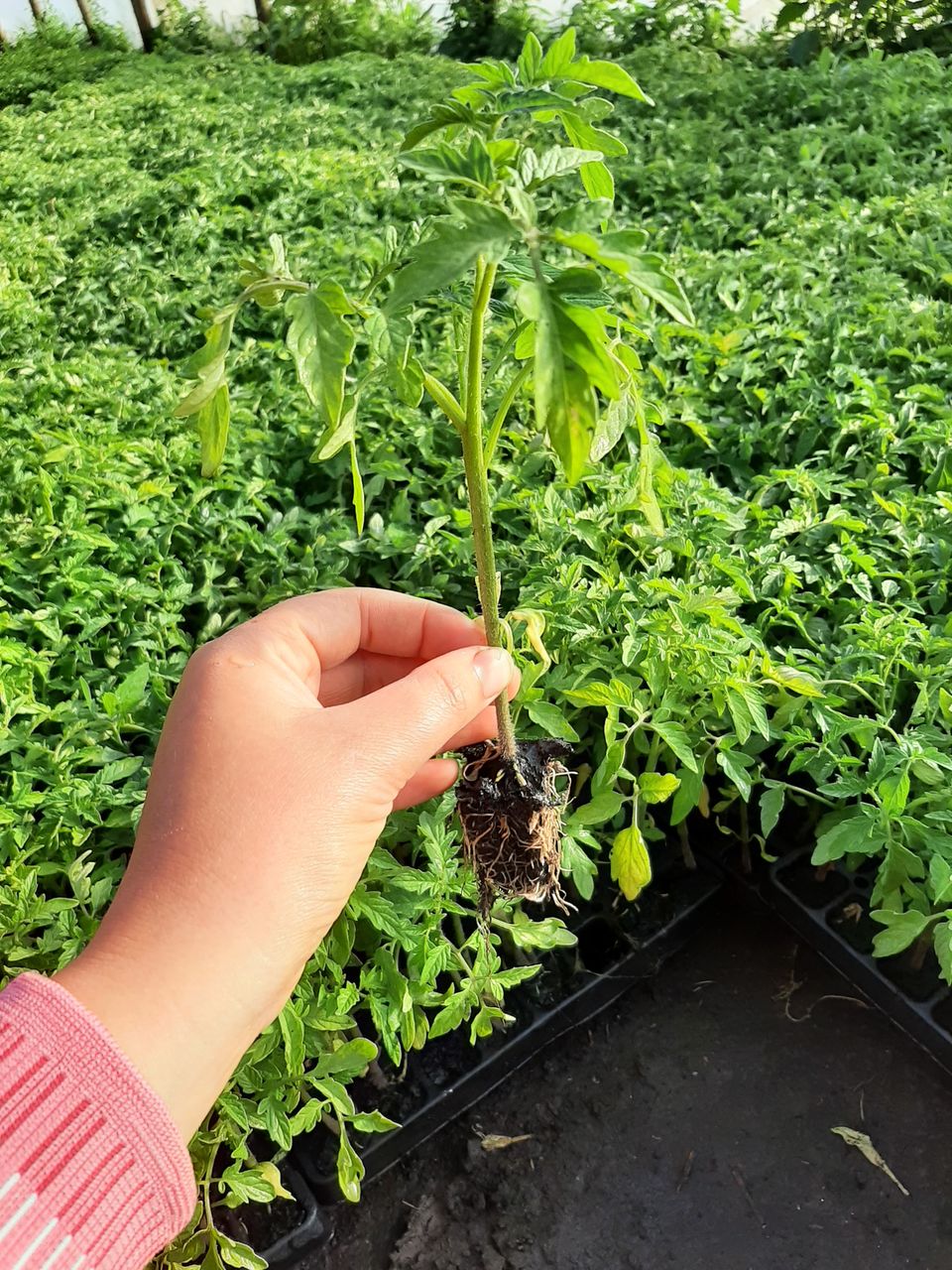 Rasad de ardei si rosii