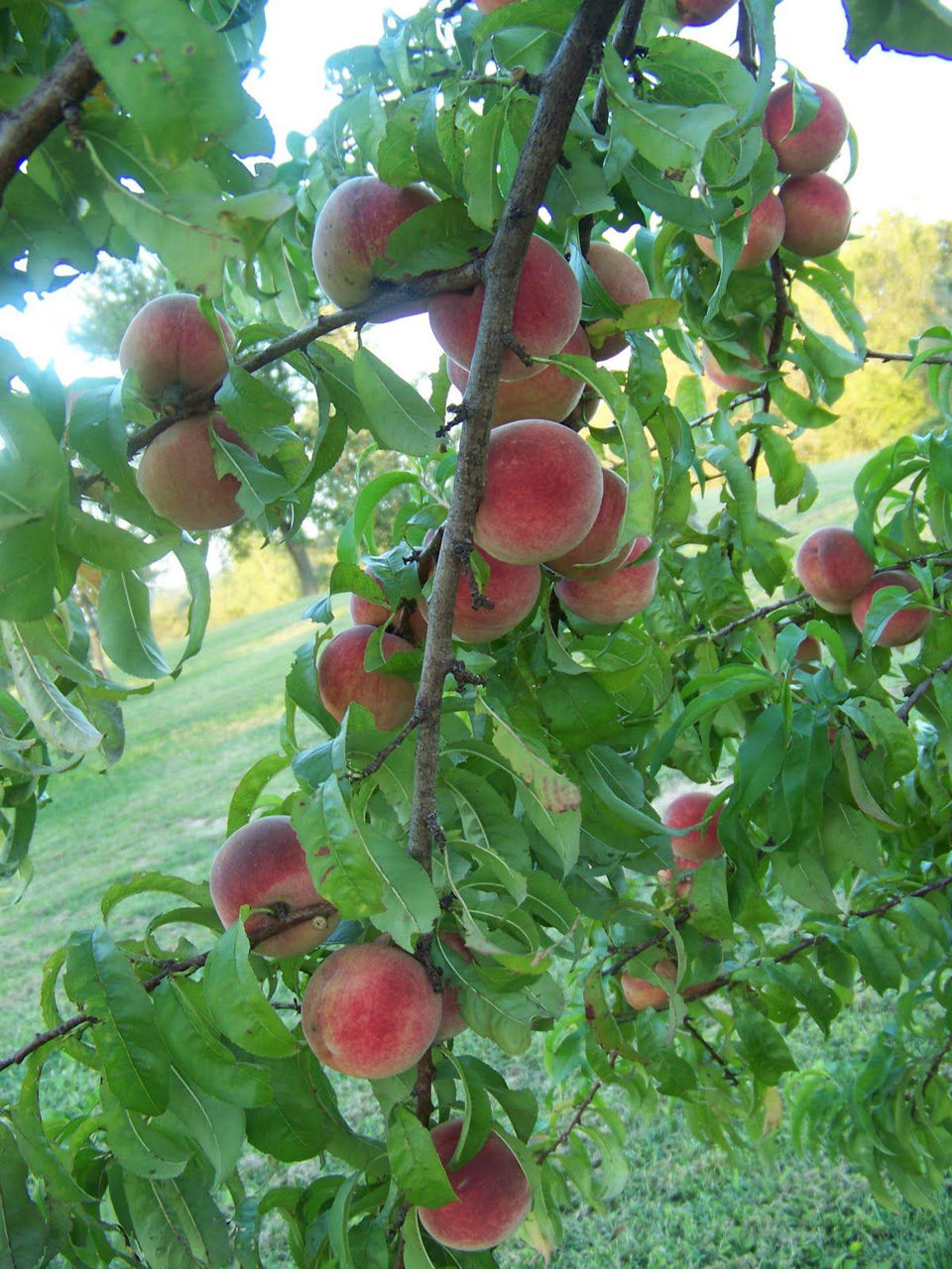 Персик редхейвен peach redhaven