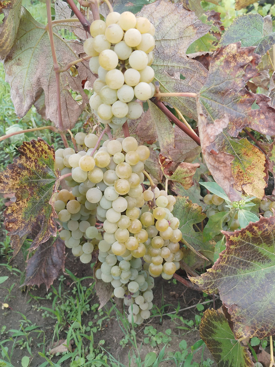 Poama pentru vin fraga alba(noha)