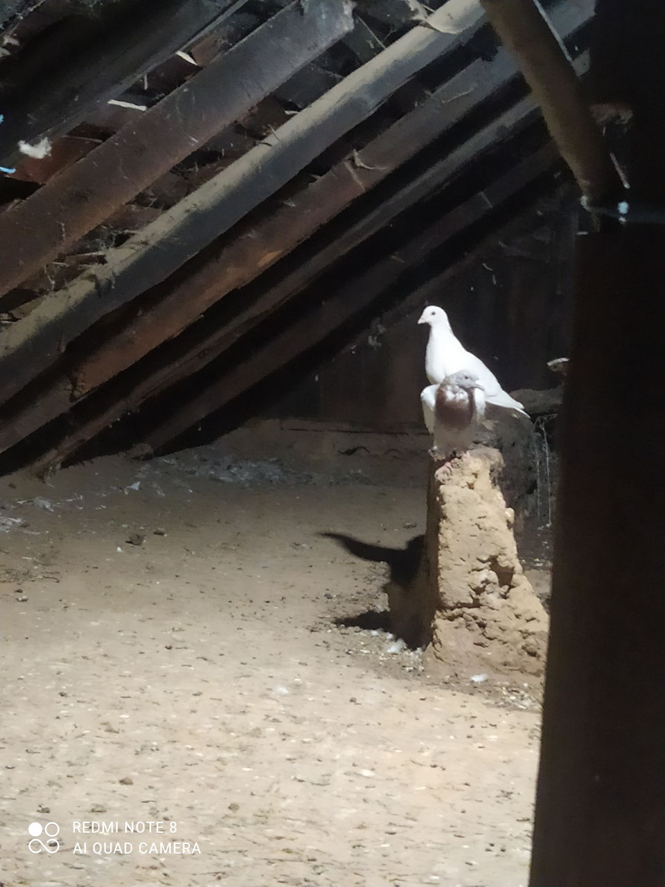 Vind porumbei king si postasi