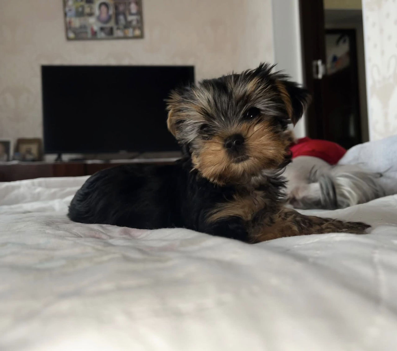 Se vinde- cățelușă de rasă Yorkshire Terrier
