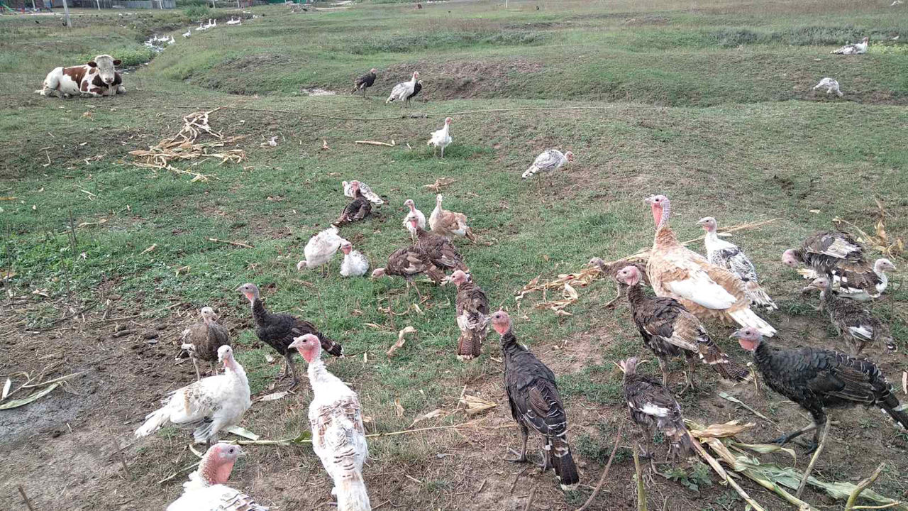 Vînd curci și curcani