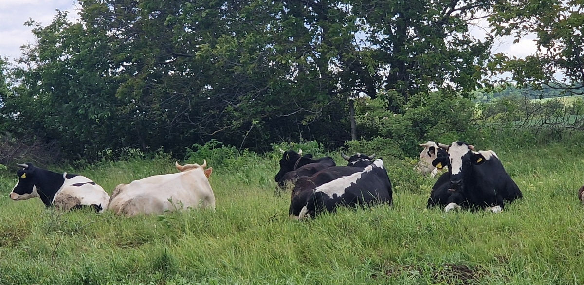 Vindem 20 vaci bune de lapte!