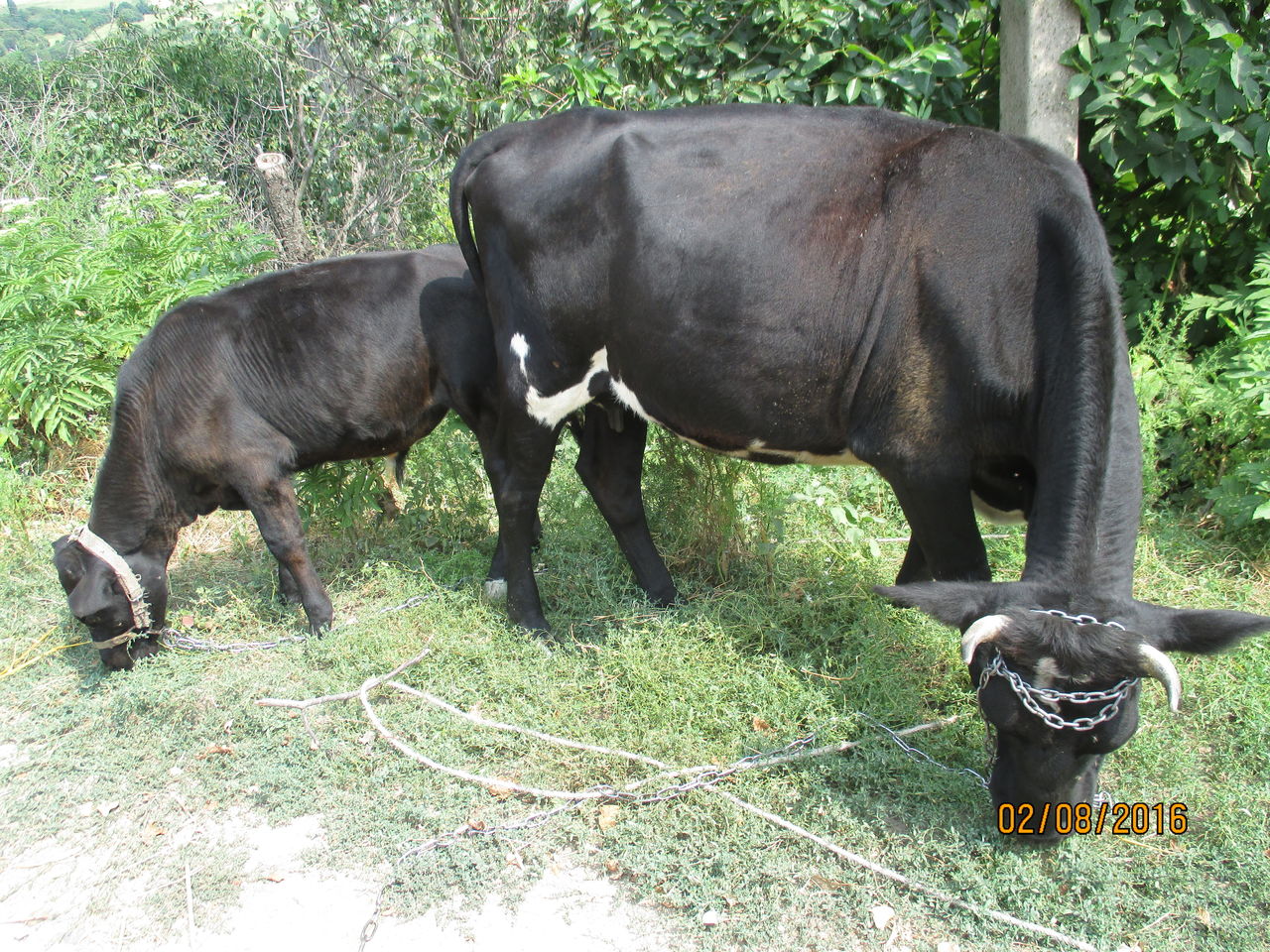 Vind 2 vaci cu vitei/vițică