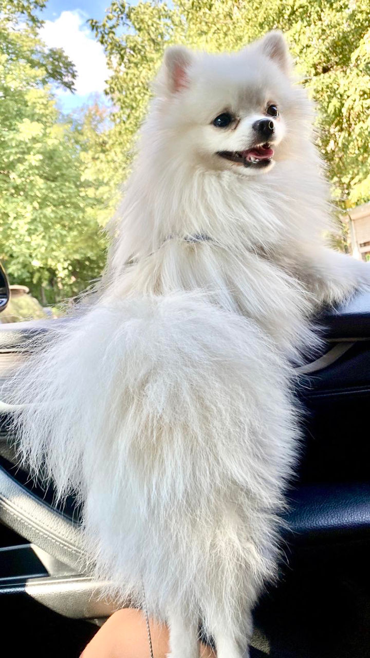 Spitz pomeranian german