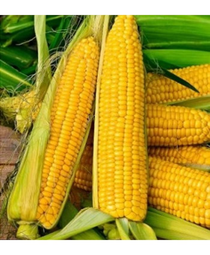 Semințe de porumb / семена кукурузы: