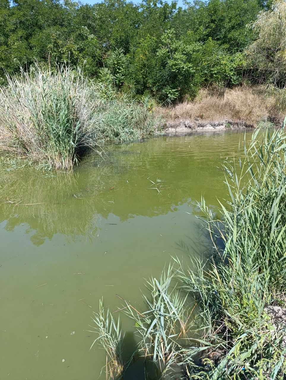 Se vinde teren de 42 ari în satul Călinești r.Falesti cu un lac cu apă ...