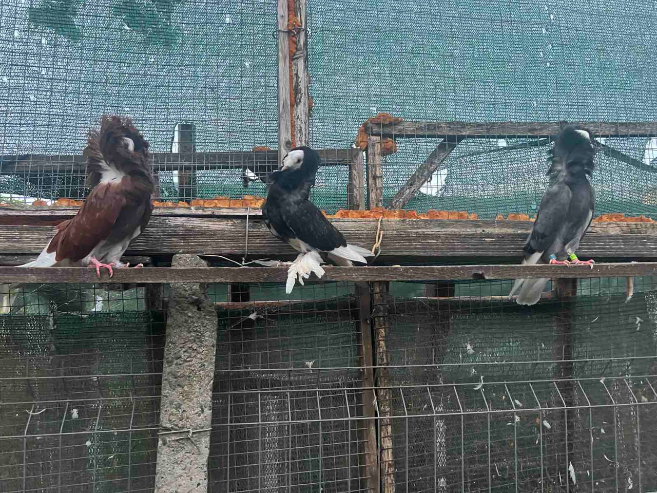 Porumbei