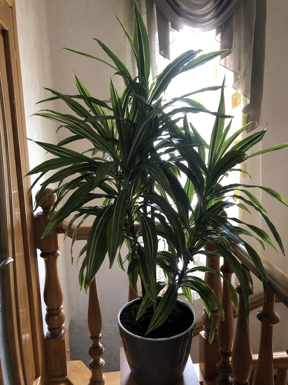 vind flori de camera