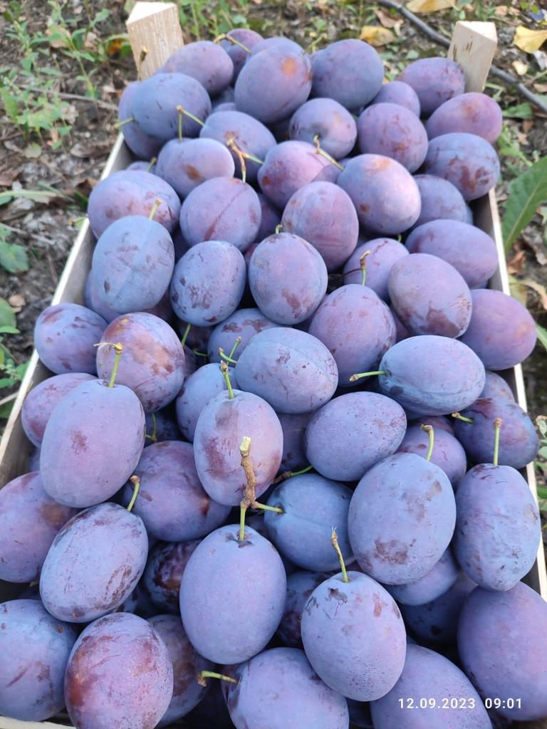 Prune President