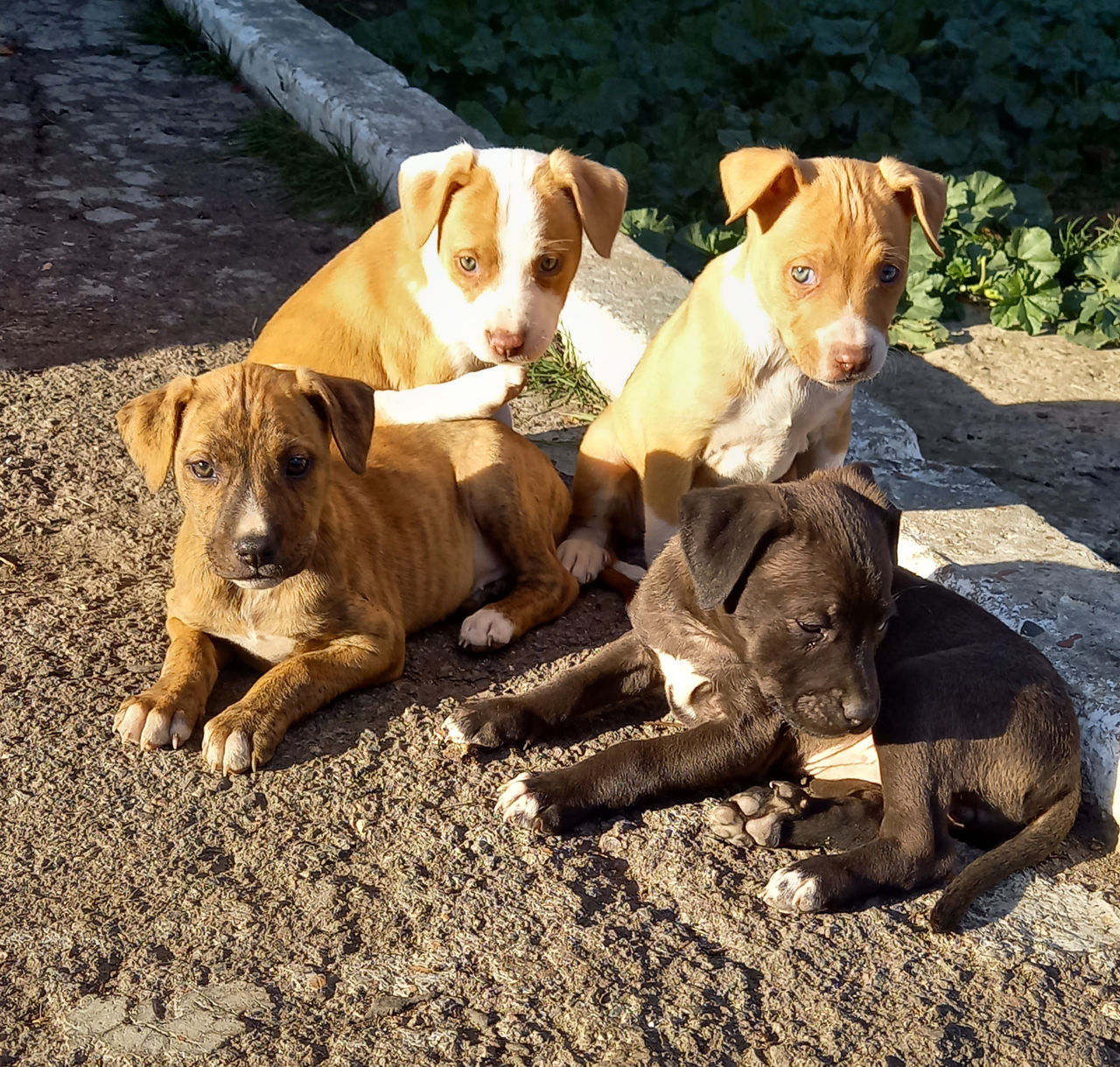 Vind catei de pitbul