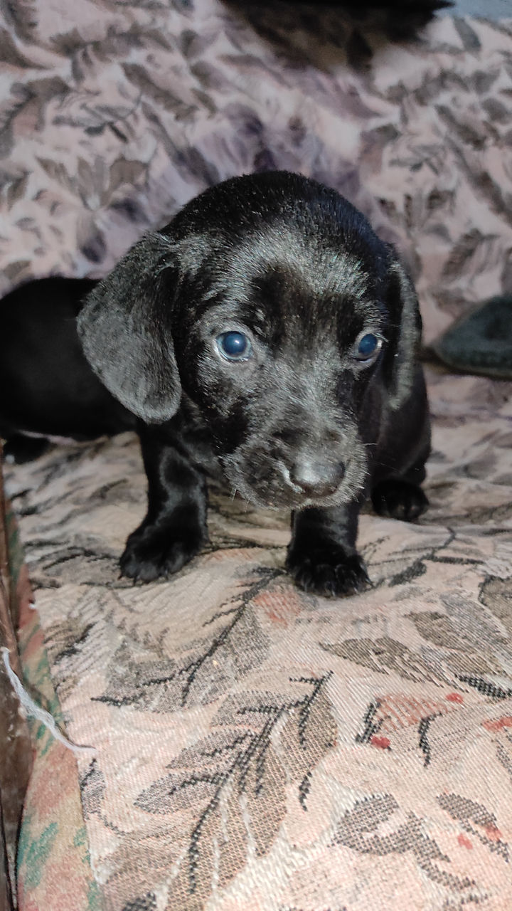 Vând pui te teckel rasă pură.