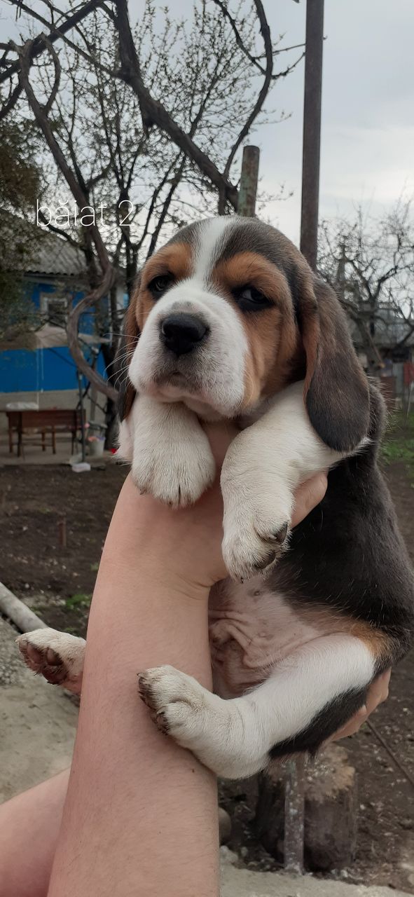 Căței de rasă bigl de calitate superioară