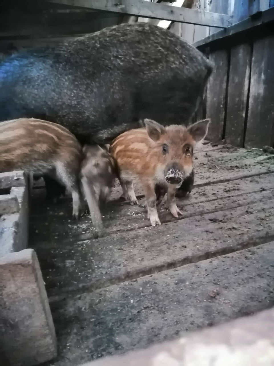 Vînd porci mistreț