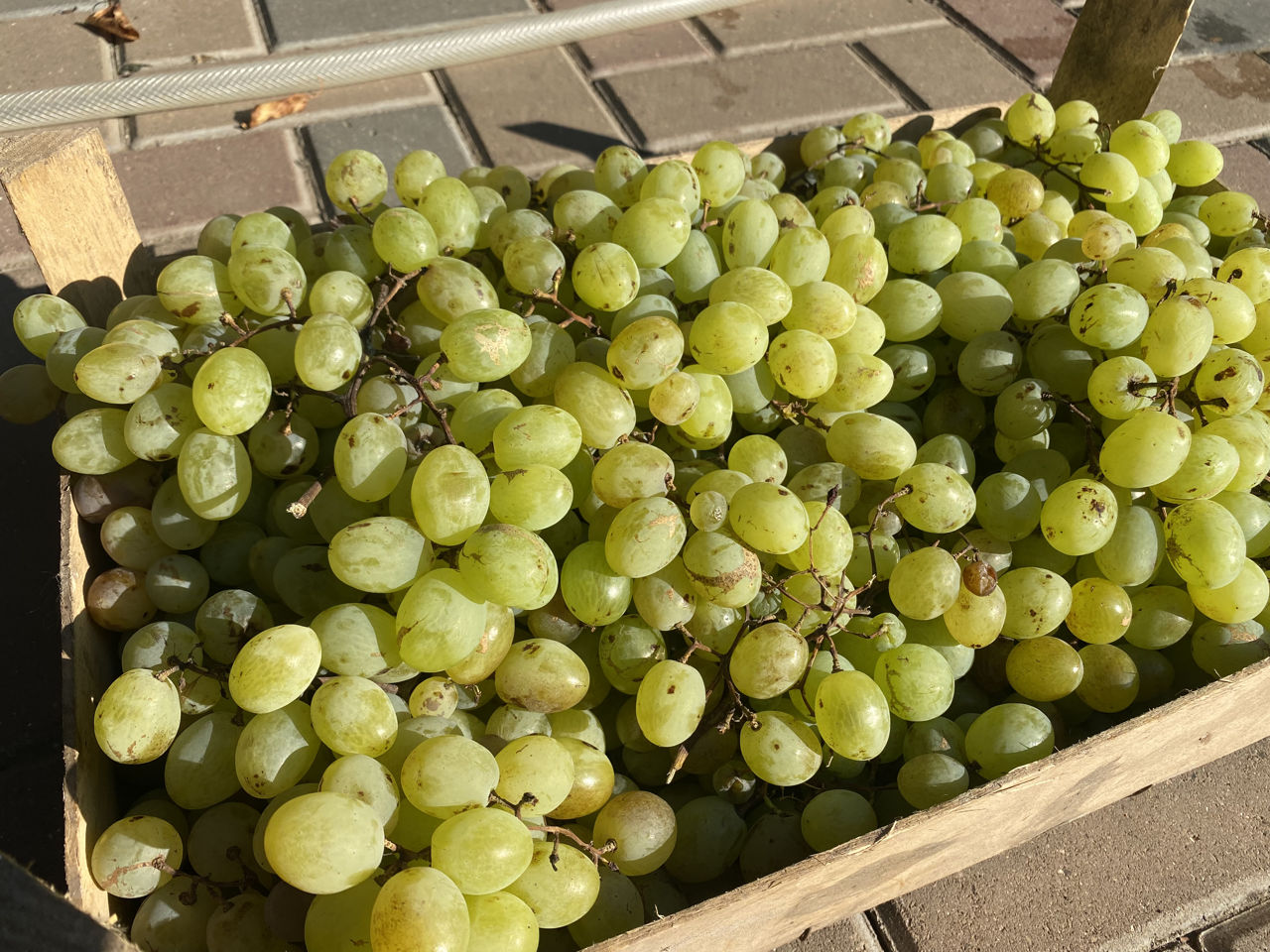 Poamă albă de masă