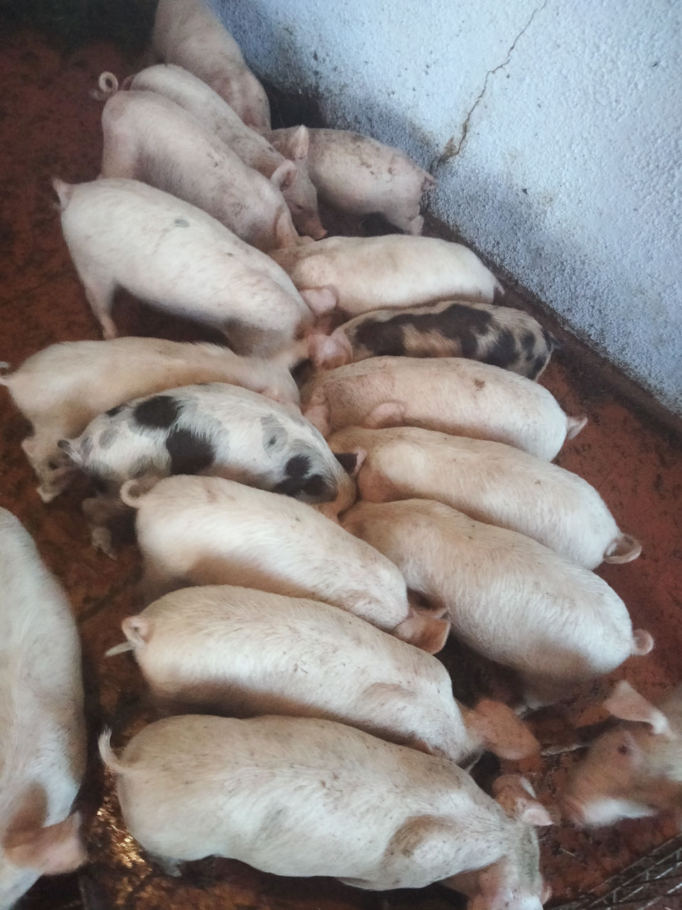 Vînd 15 purcei, 1100 lei/buc