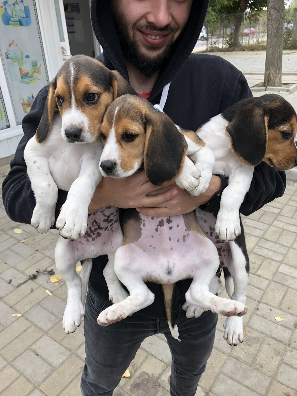 Vind catei rasa beagle