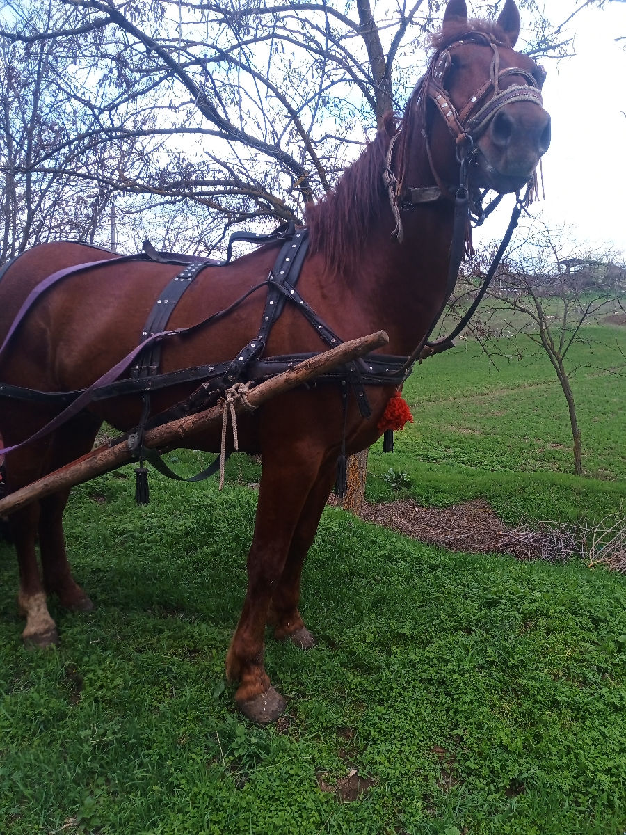 Se vinde harmasari frumos mergi foarte bini