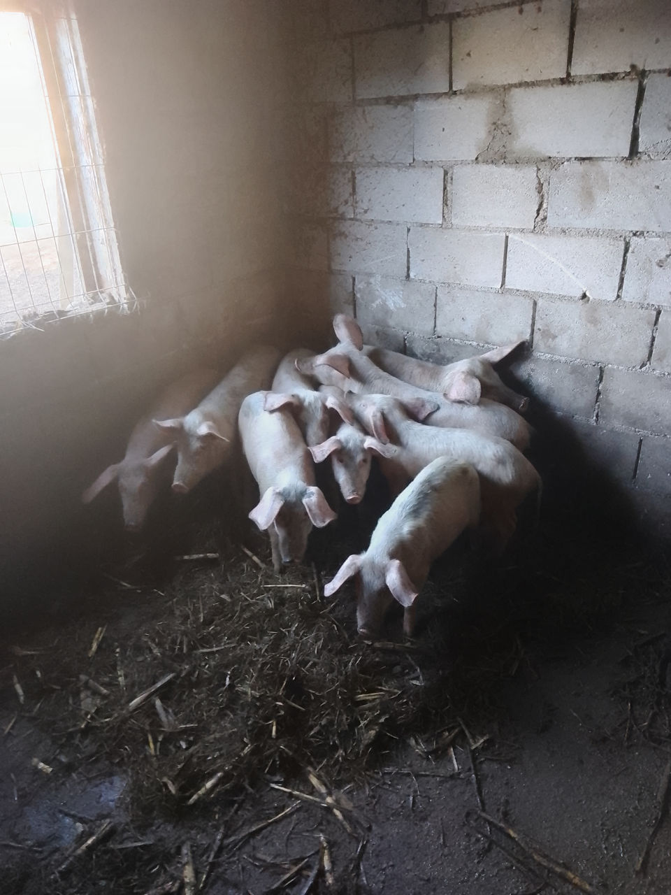 Vind 9 purcei peste 30-40 kg