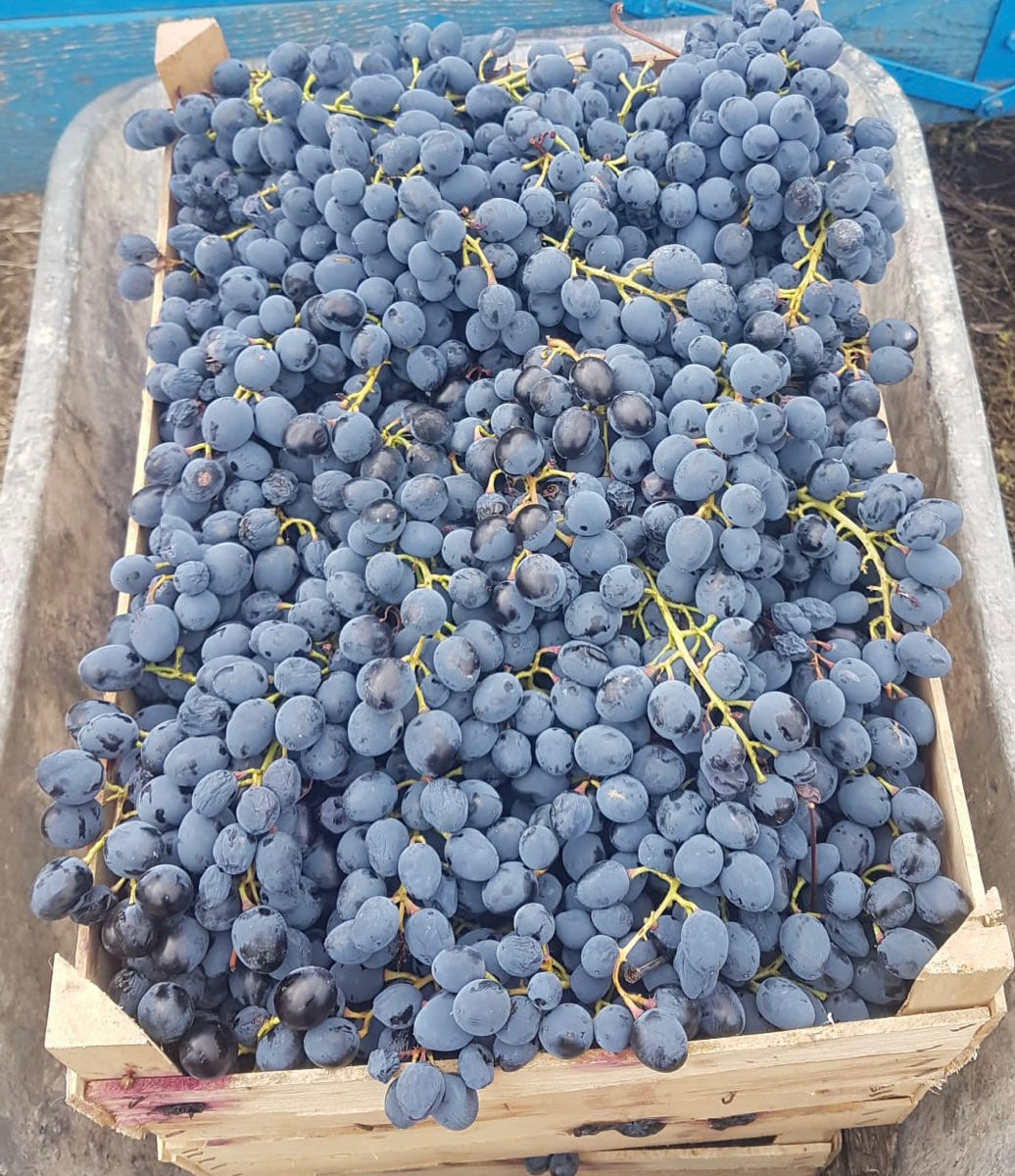 Struguri Moldova pentru vin
