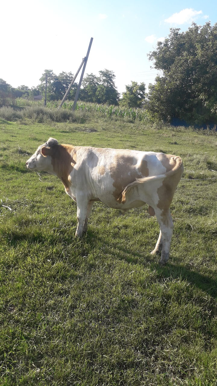 Vind Vitel frumos la crestere