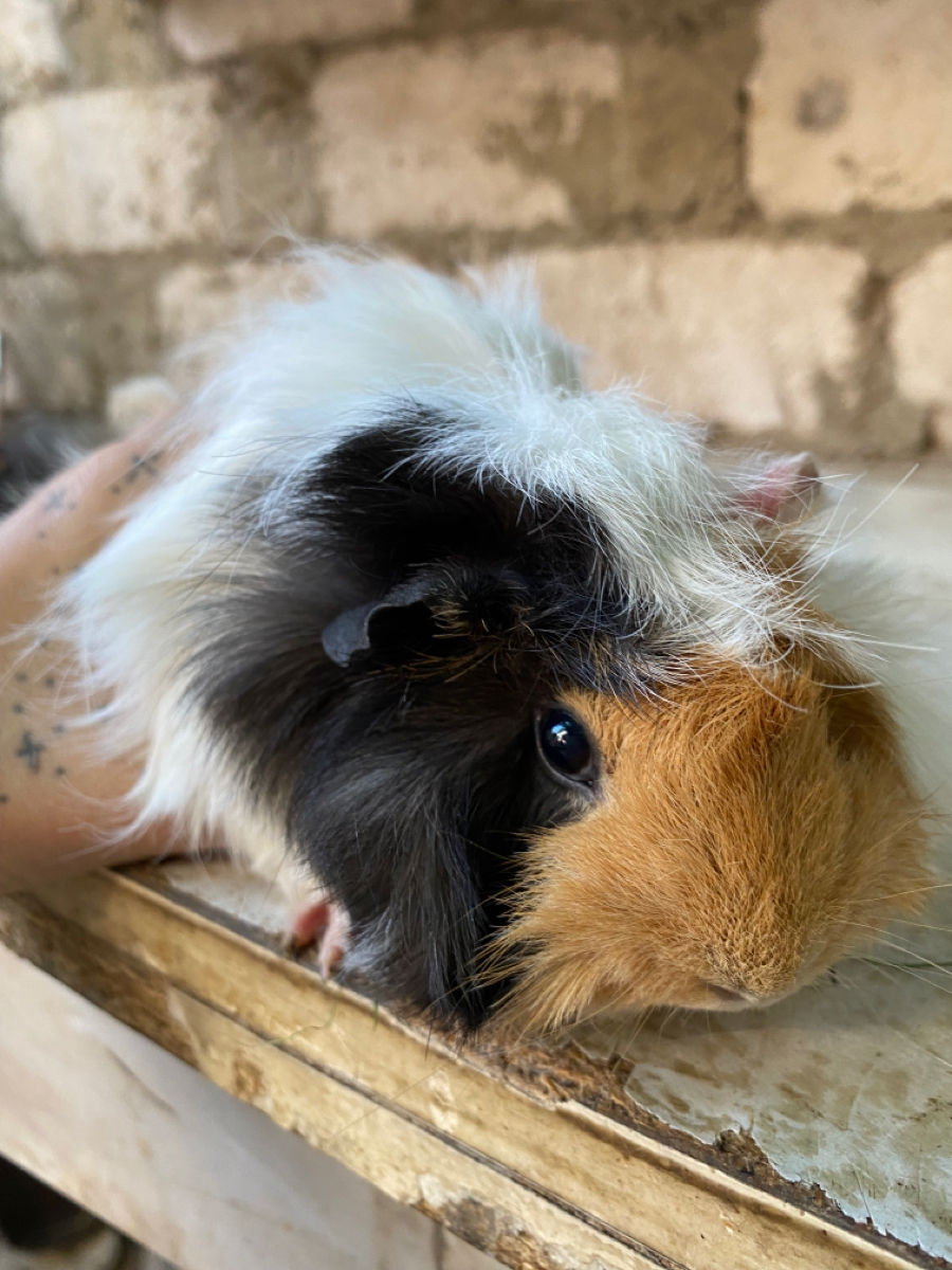 Porcușor de guineea