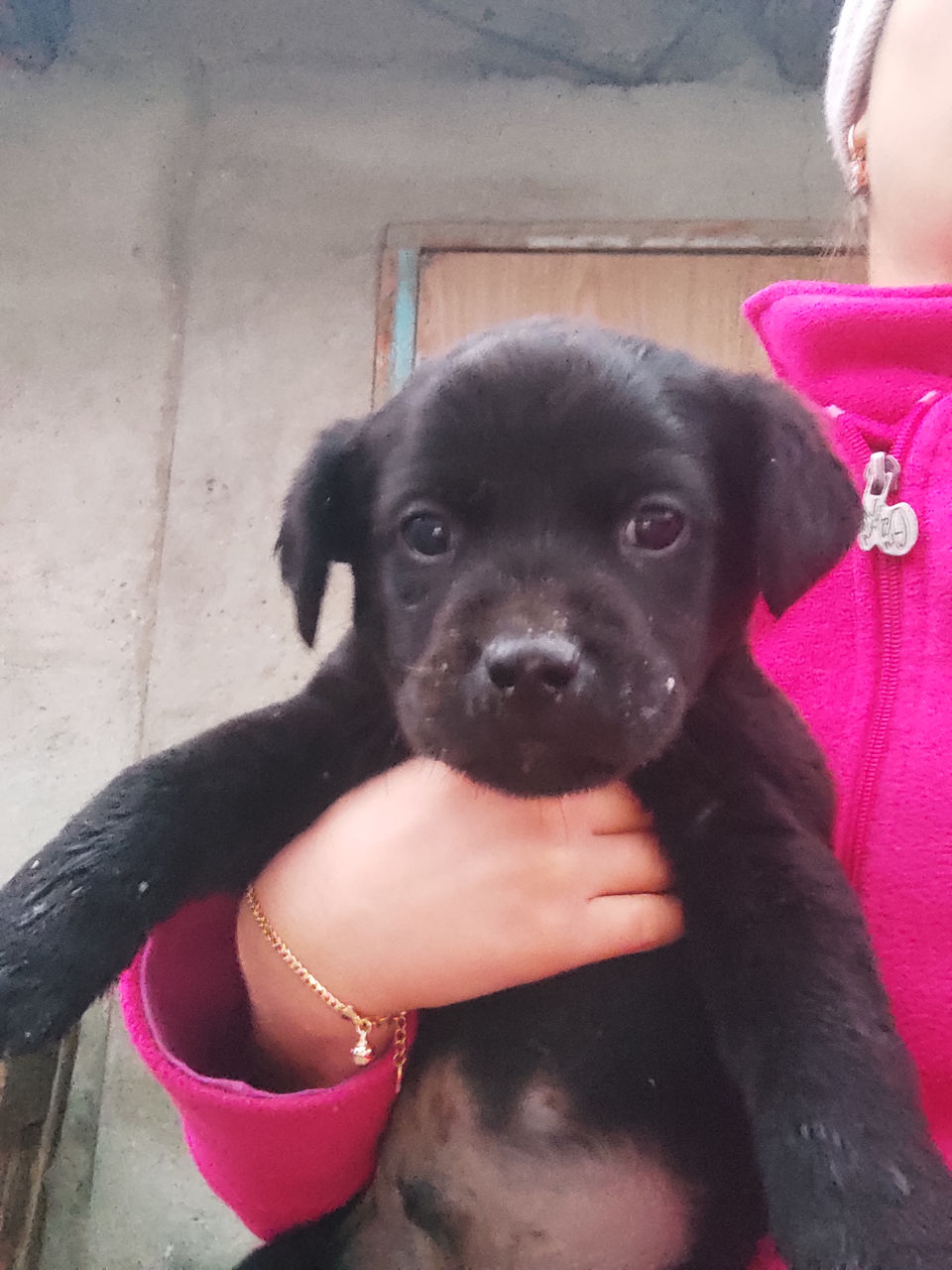 Vindem cățeluși labrador. Sunt drăguți și jucăuși.Pret simbolic.