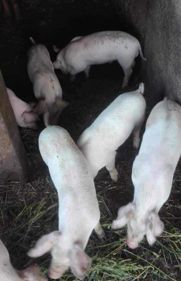 Purcei 12-20kg Donduseni