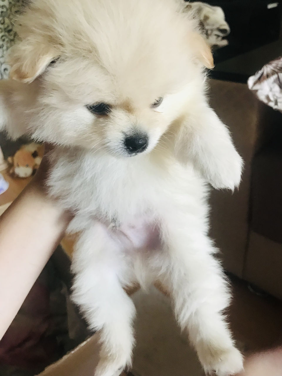 Vând căței de rasa