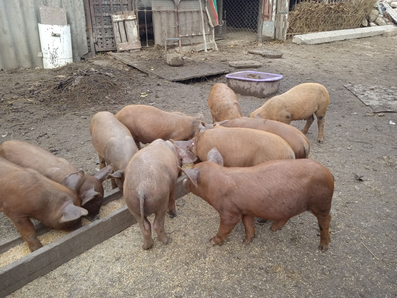 Vînd purcei de rasă Diureoc cu Petrean