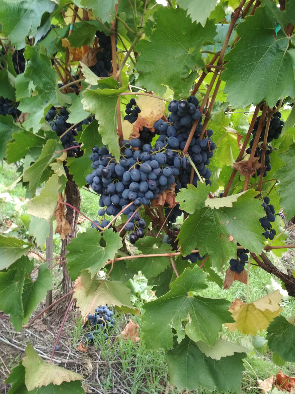 Struguri moldova la vin