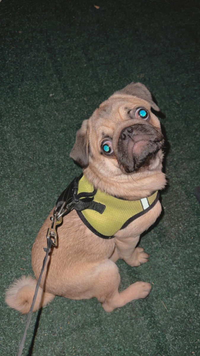 Cățel rasa Mops Pug, are 7 luni