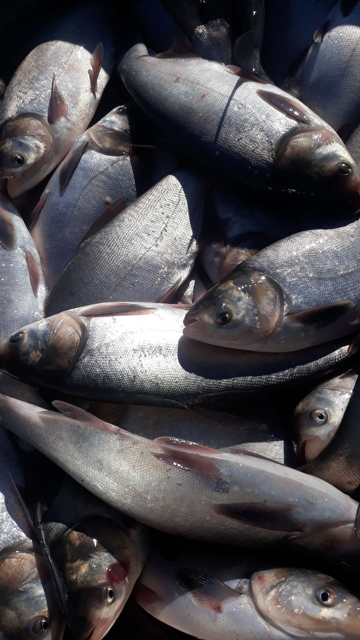 Se vinde peşte viu.