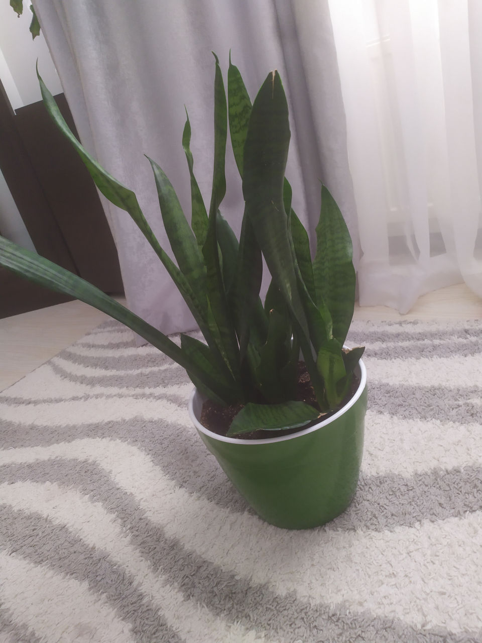 Vind plante de camera
